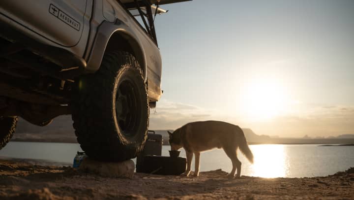 Pups on the Trail: 8 Tips for Safely Off-Roading, Camping, and ...