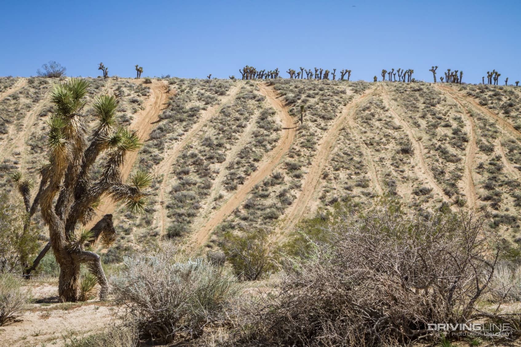The Dove Spring Pass Trail | DrivingLine