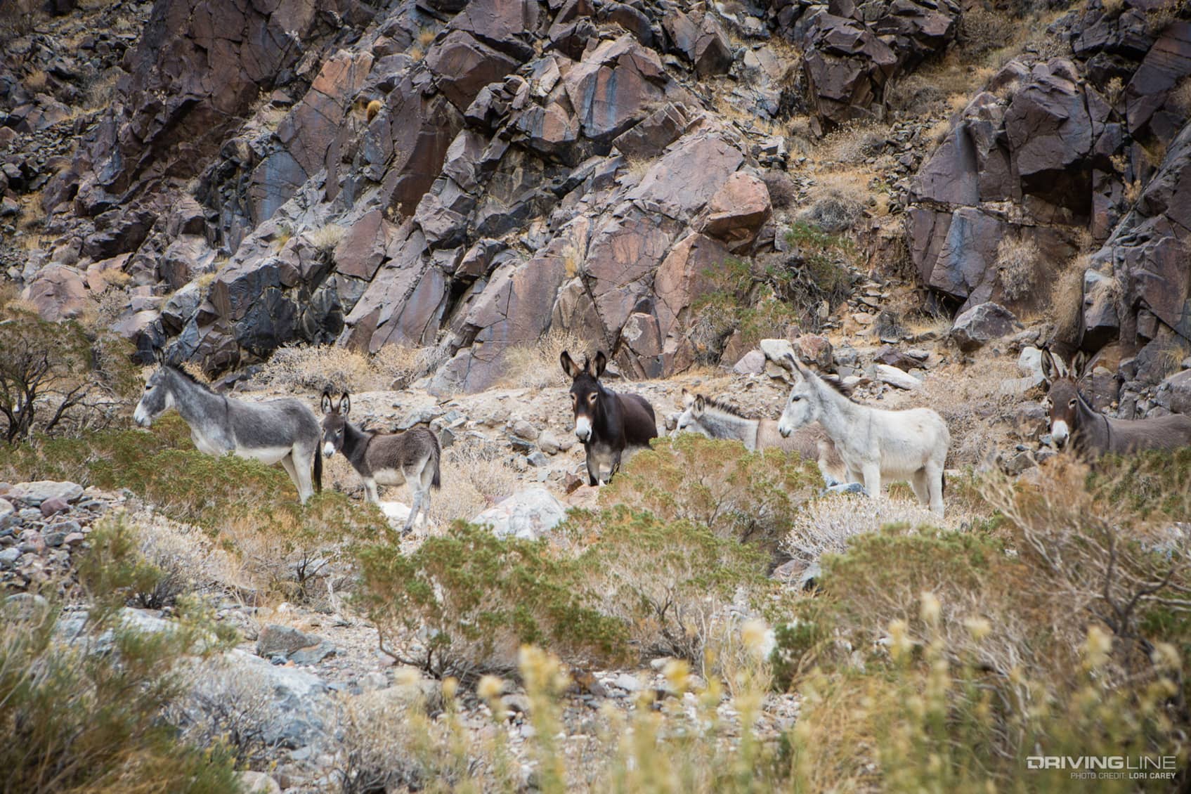 Panamint Valley Trail Review: Helter Skelter in Death Valley | DrivingLine